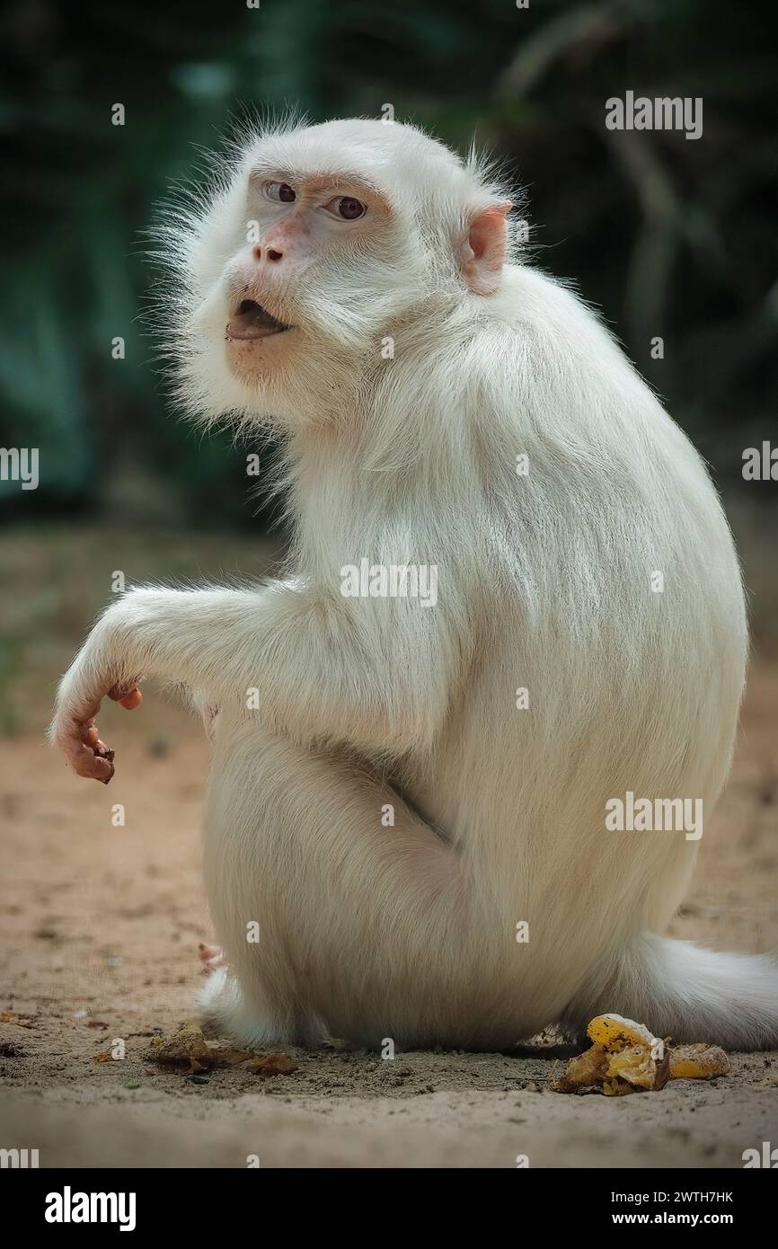 Singe asie Banque de photographies et d’images à haute résolution - Alamy