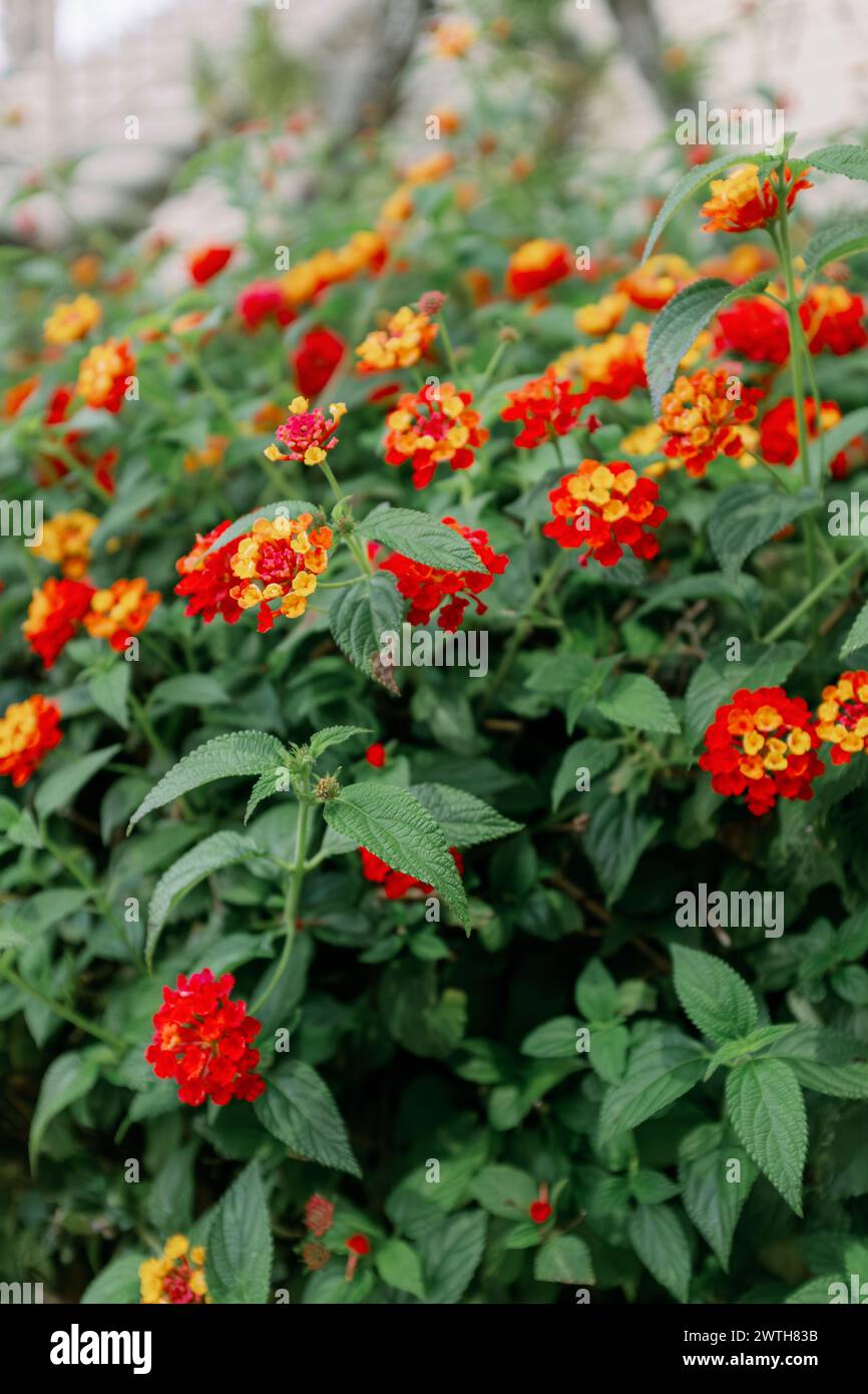 Buisson de fleur jaune Banque de photographies et d’images à haute ...