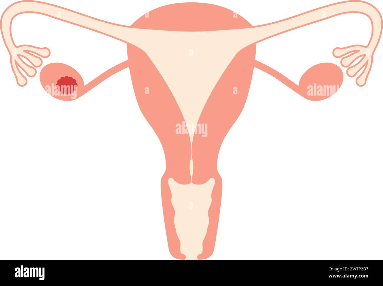 Organe génital féminin Banque de photographies et d’images à haute résolution - Alamy