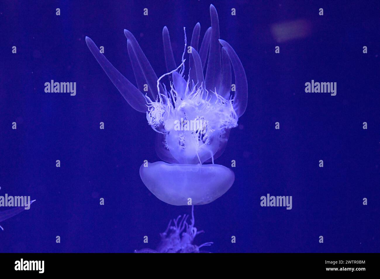 La méduse de sable (Rhopilema asamushi ou Rhopilema esculentum asamushi ...