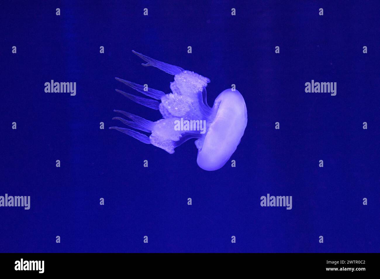 La méduse de sable (Rhopilema asamushi ou Rhopilema esculentum asamushi ...
