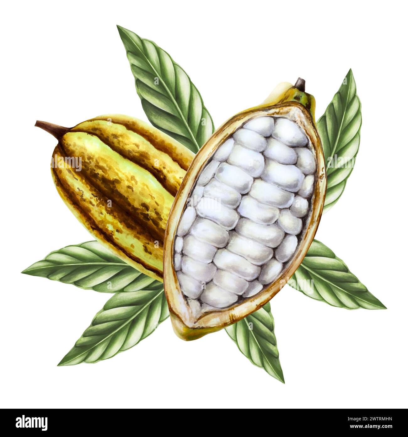 Graine de haricot ouverte Banque d'images détourées - Alamy