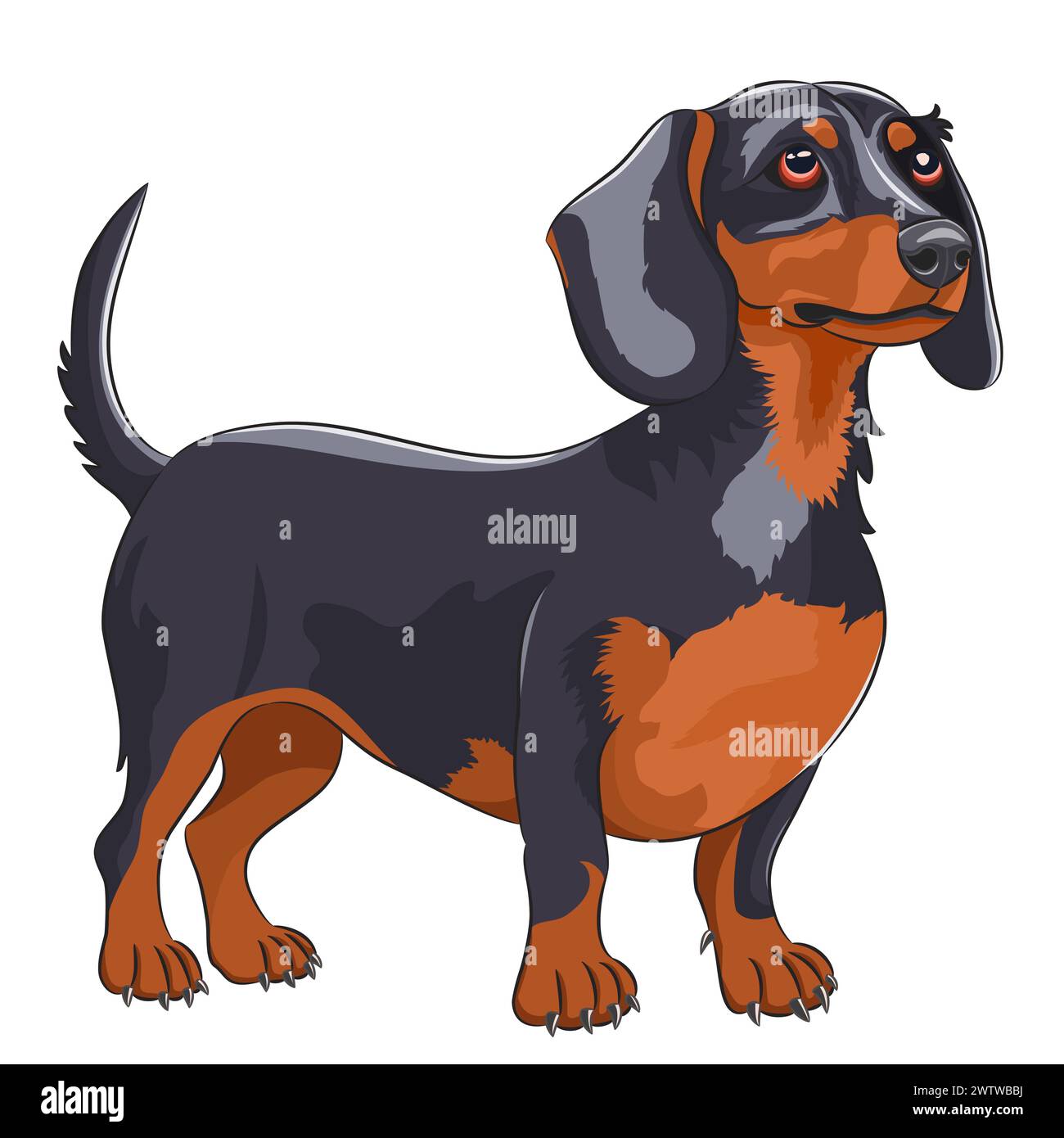 Teckel chasseur Banque d'images vectorielles - Alamy