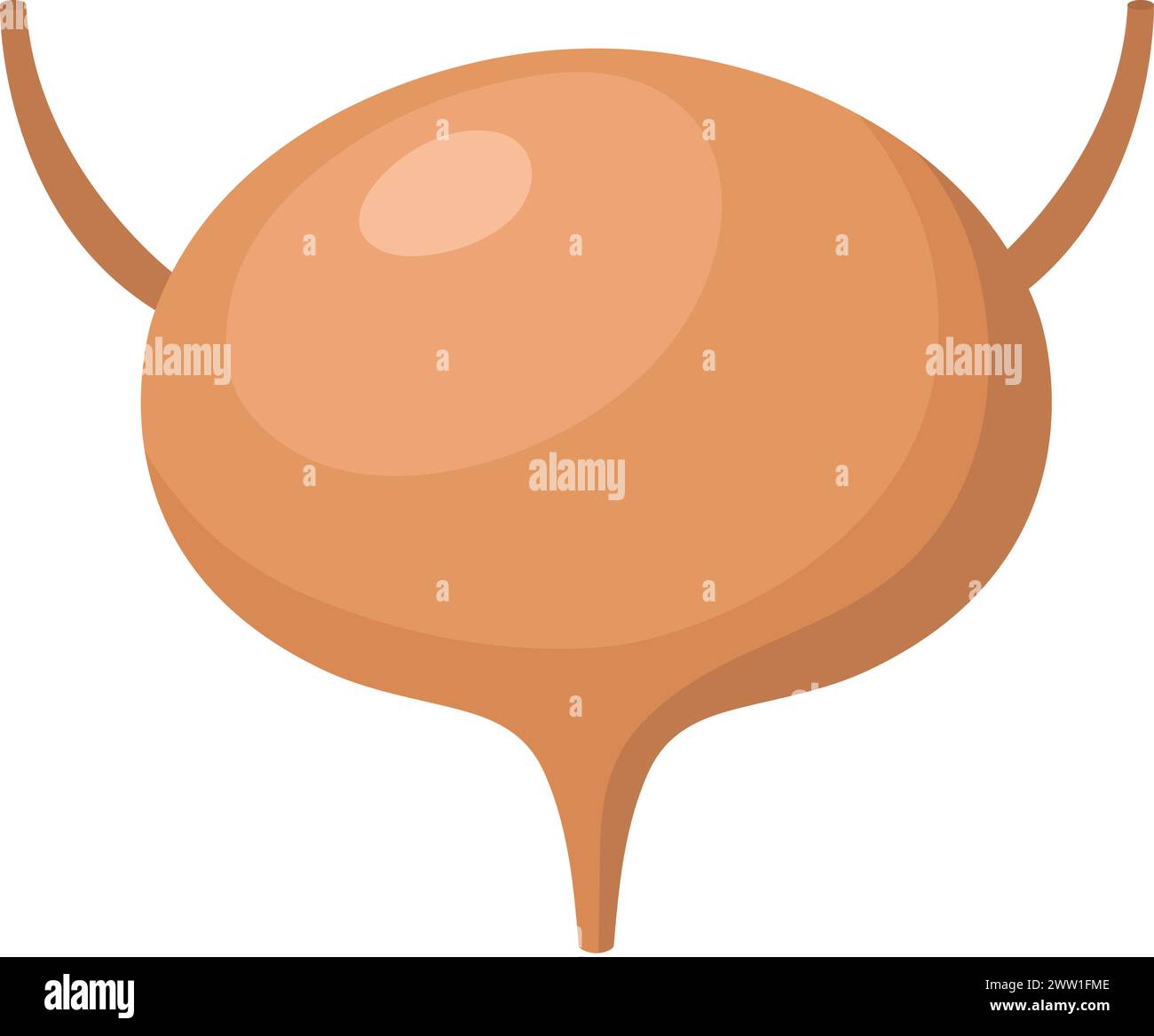 Icône de dessin animé de la vessie. Anatomie humaine. Organe interne ...