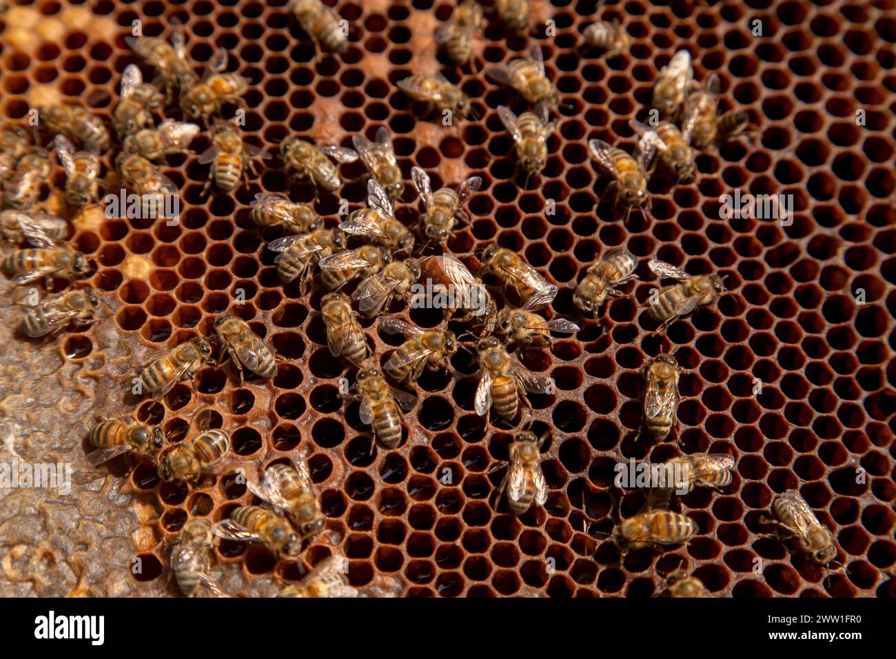La reine des abeilles dans la ruche. L'abeille reine dans une ruche ...