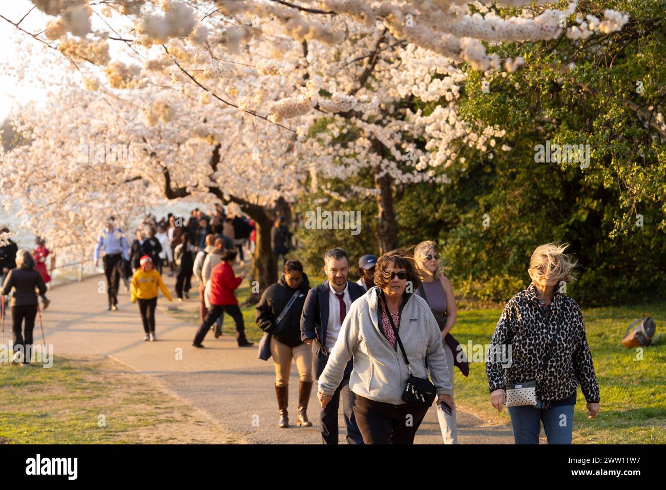 Les visiteurs marchent le long des cerisiers en fleurs au Tidal Basin à ...