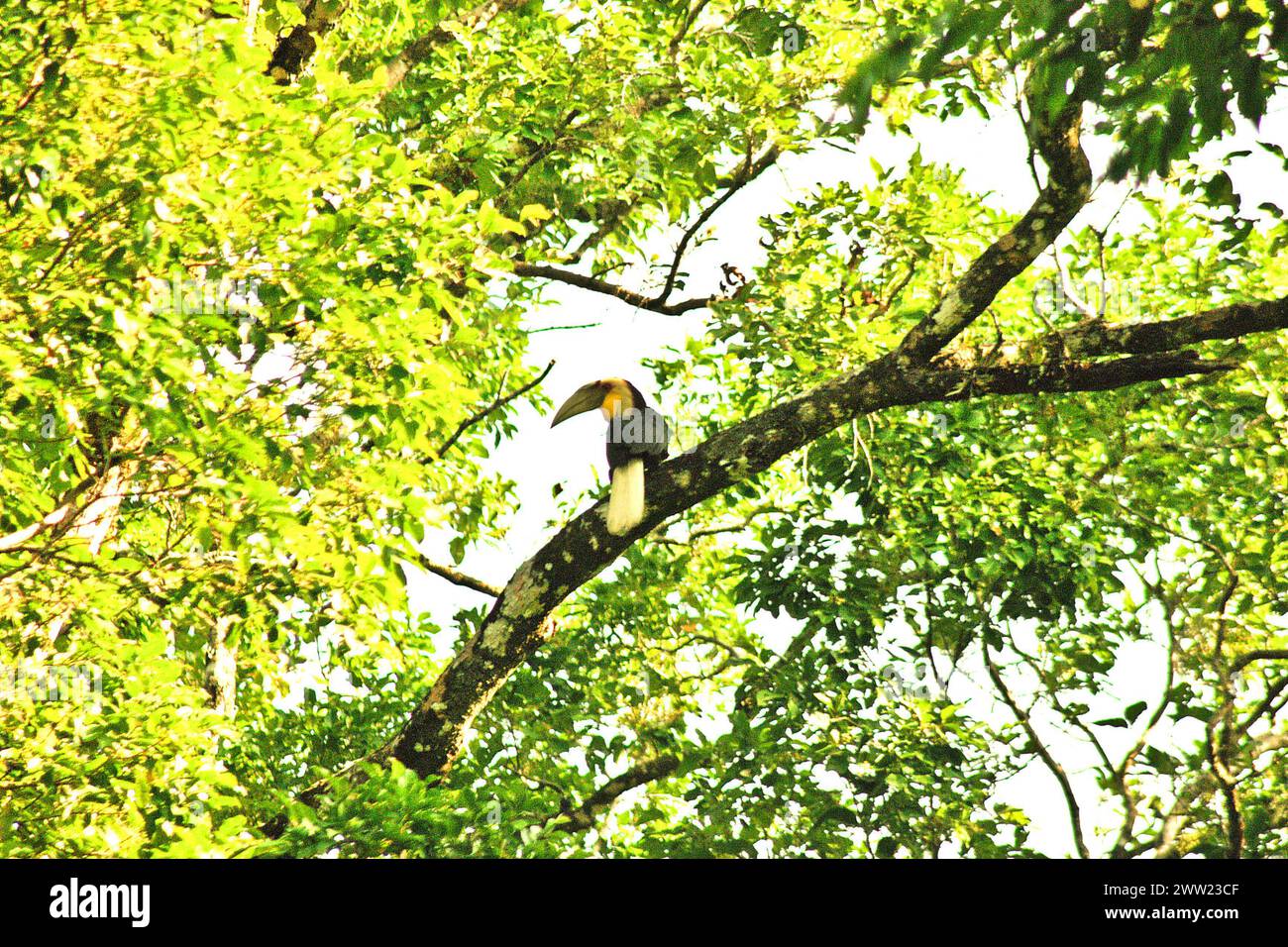 Un mâle de bec de corne (Rhyticeros undulatus) se perche sur un arbre ...