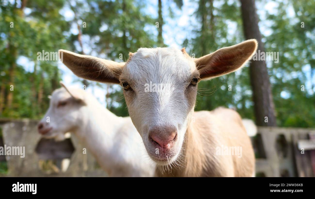 Humour des animaux de ferme Banque de photographies et d’images à haute ...