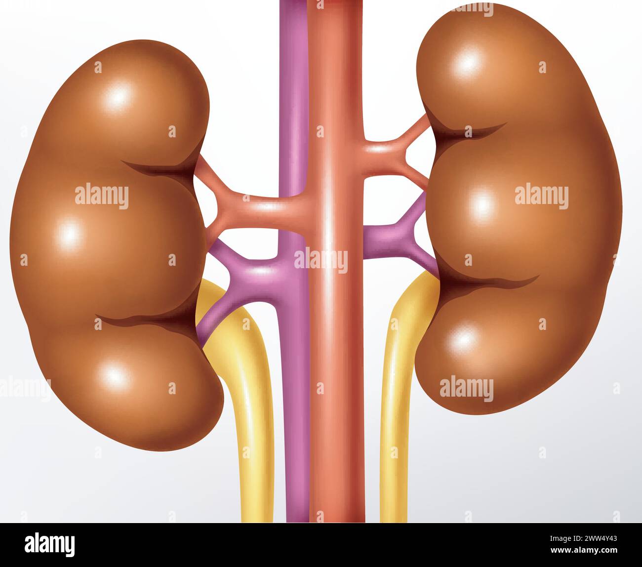 Adrenal gland illustration Banque d'images vectorielles - Alamy