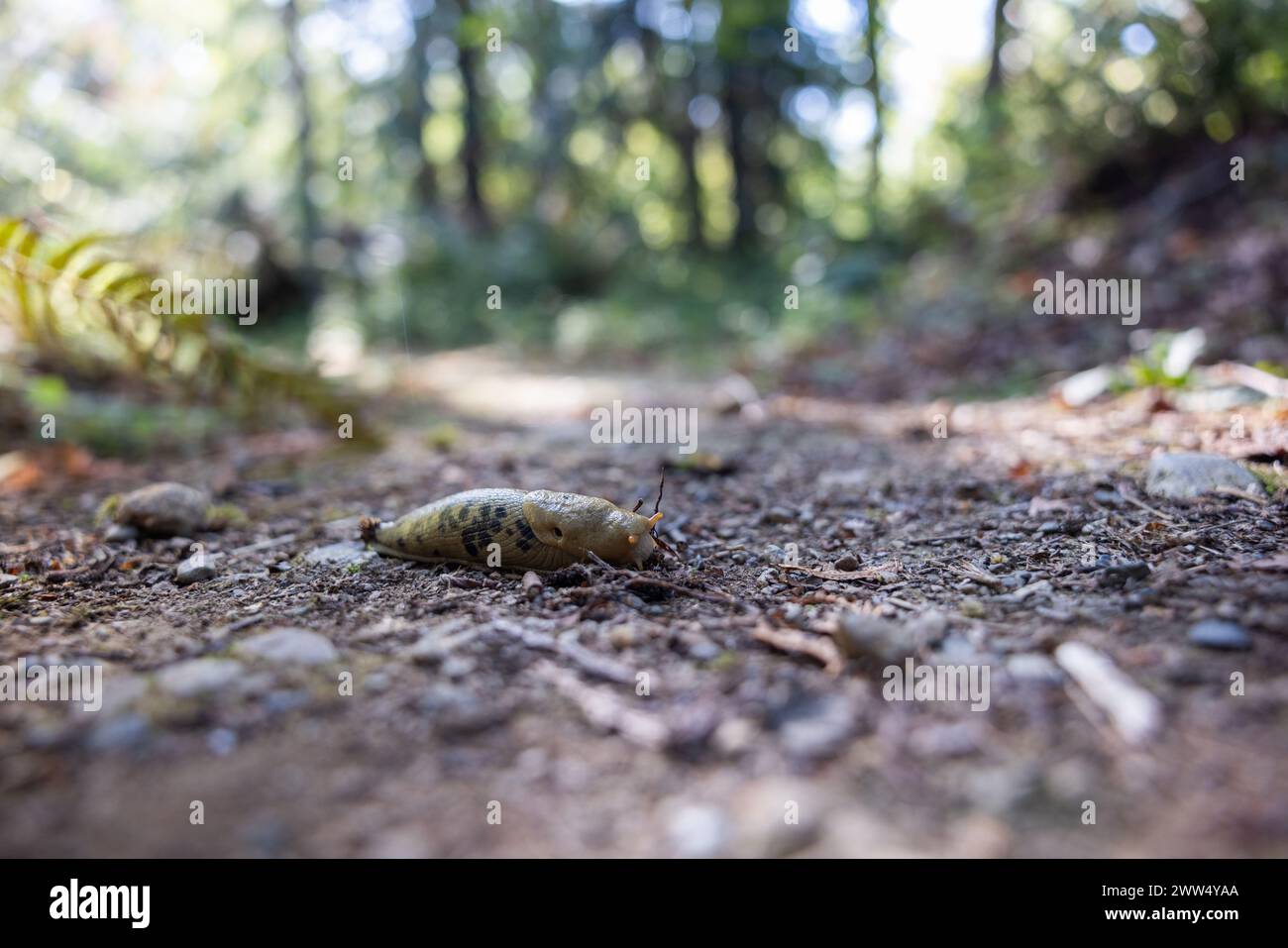 Limace de banane Banque de photographies et d’images à haute résolution ...