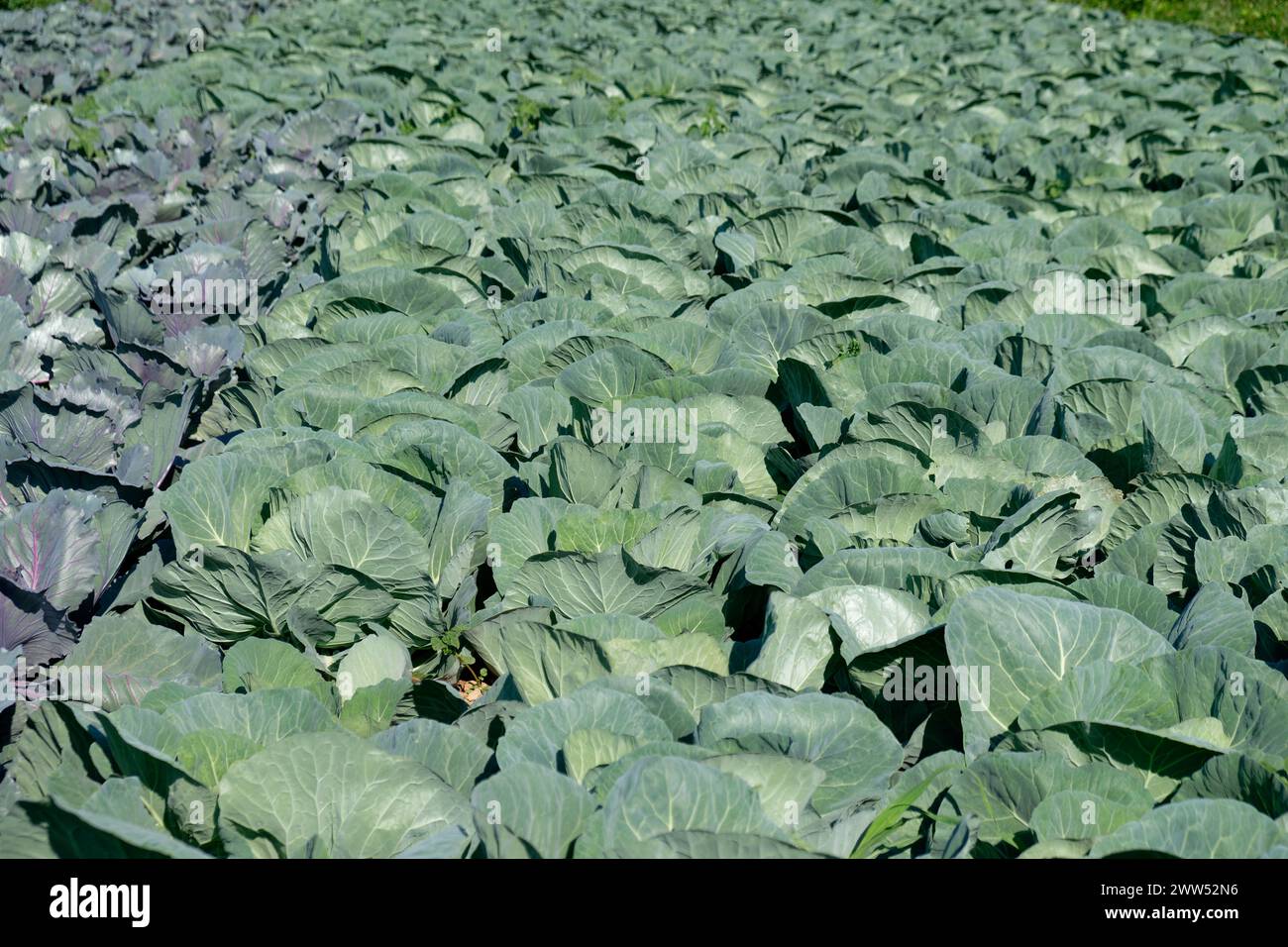 Plantations de choux Banque de photographies et d’images à haute ...