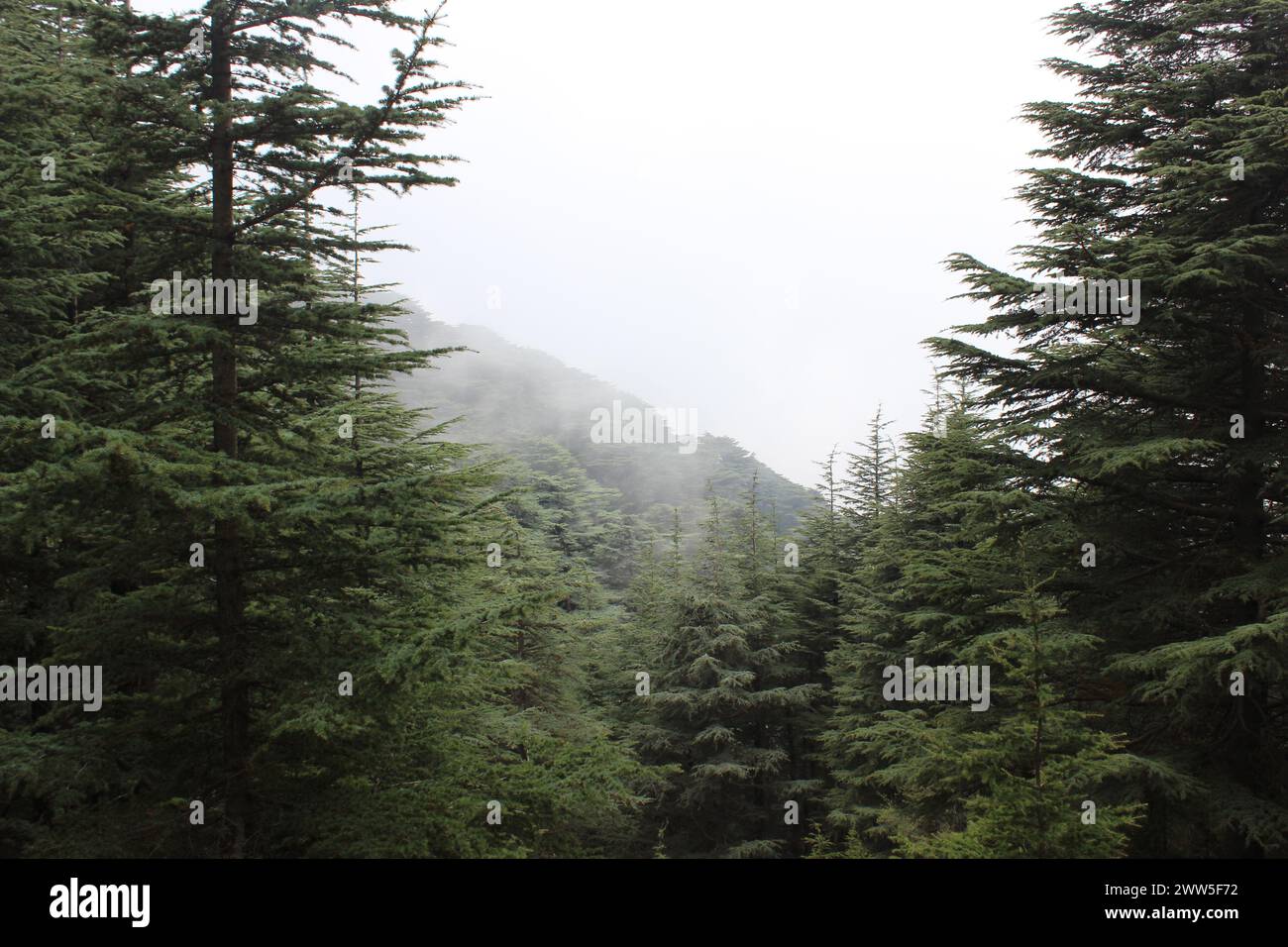 Liban paysage Banque de photographies et d’images à haute résolution - Alamy