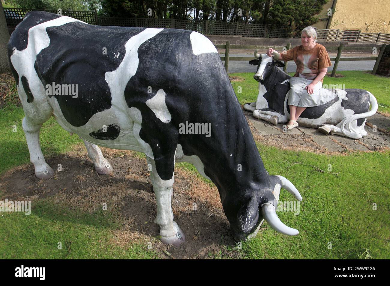 Muriel Edwin, 62 ans, avec sa collection de vaches à Hulland Ward ...