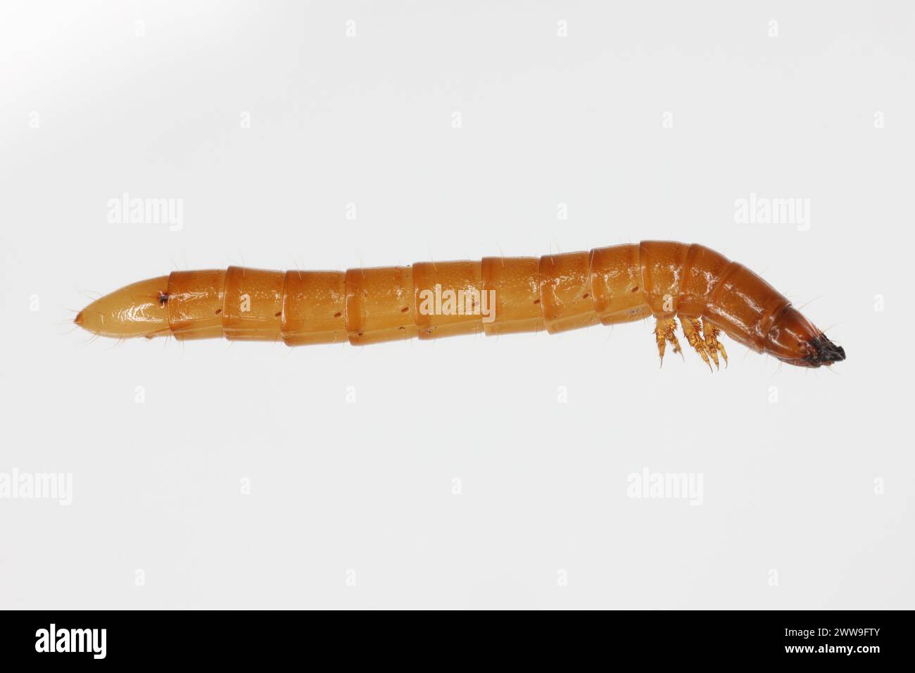 Click beetle larva wireworm agriotes Banque de photographies et d ...