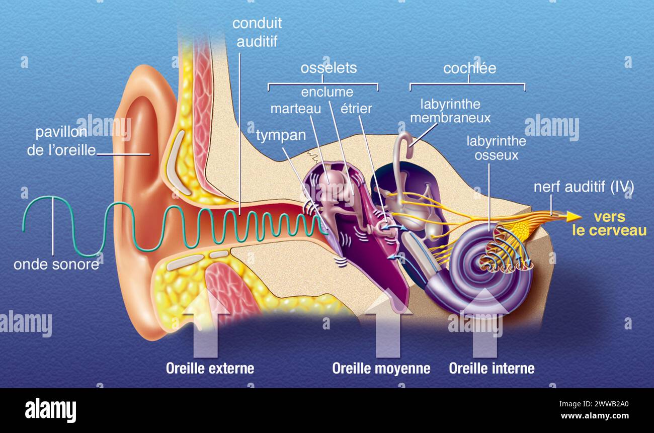 Le conduit auditif Banque de photographies et d’images à haute ...