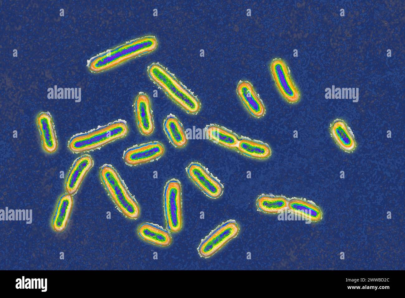 Pseudomonas aeruginosa ou bacille pyocyanique, bactérie pathogène, très ...