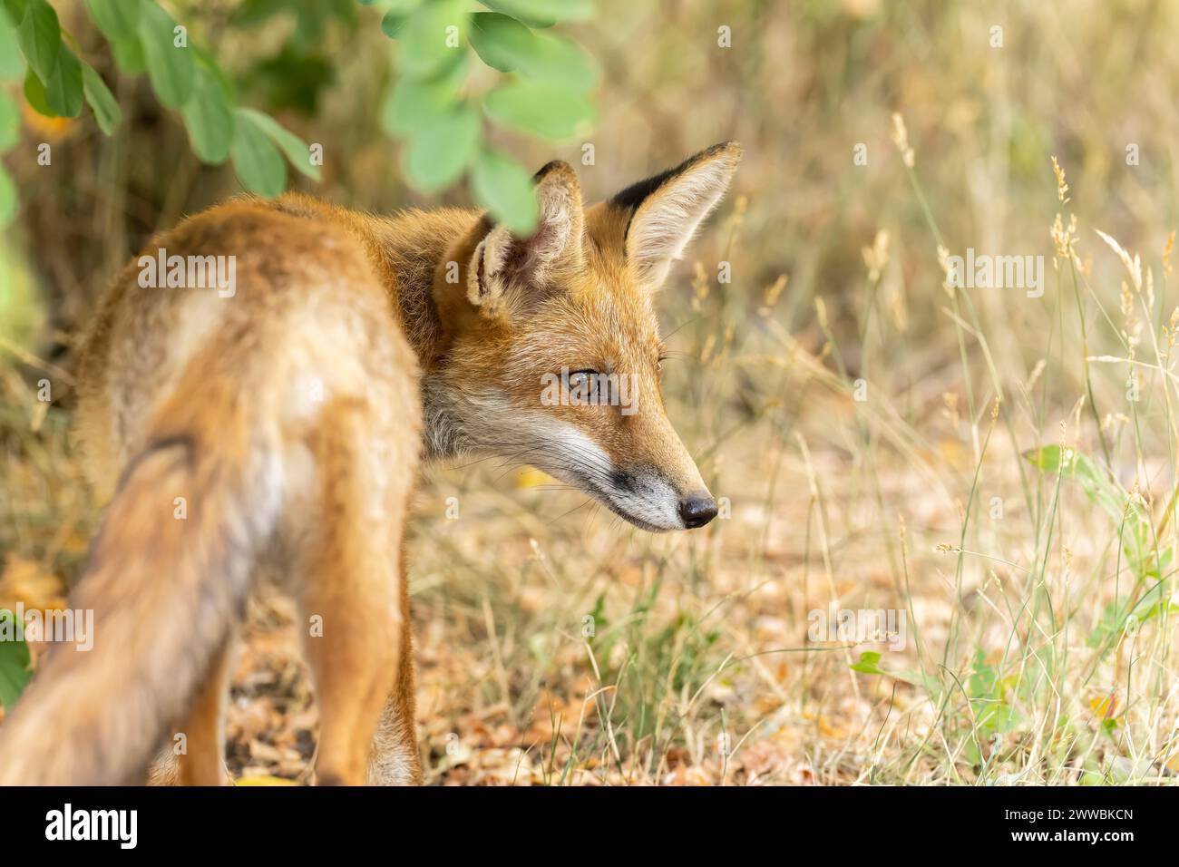 Jeune renard sur un chemin forestier Banque de photographies et d ...