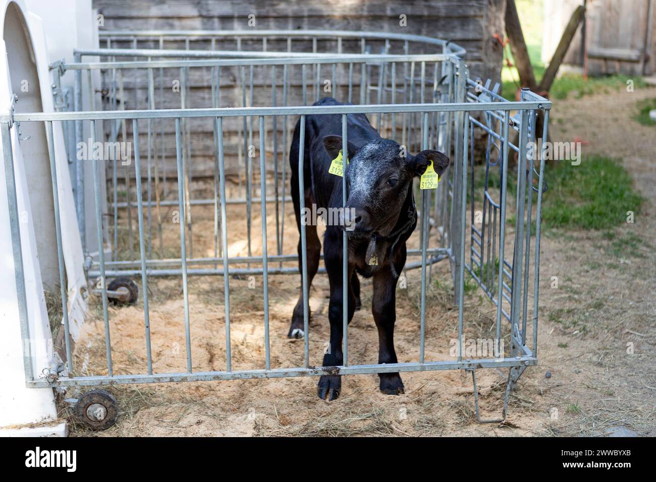 Calf box Banque de photographies et d’images à haute résolution - Alamy