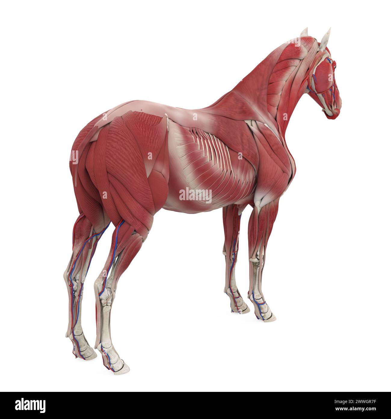 Anatomie muscle cheval Banque de photographies et d’images à haute ...