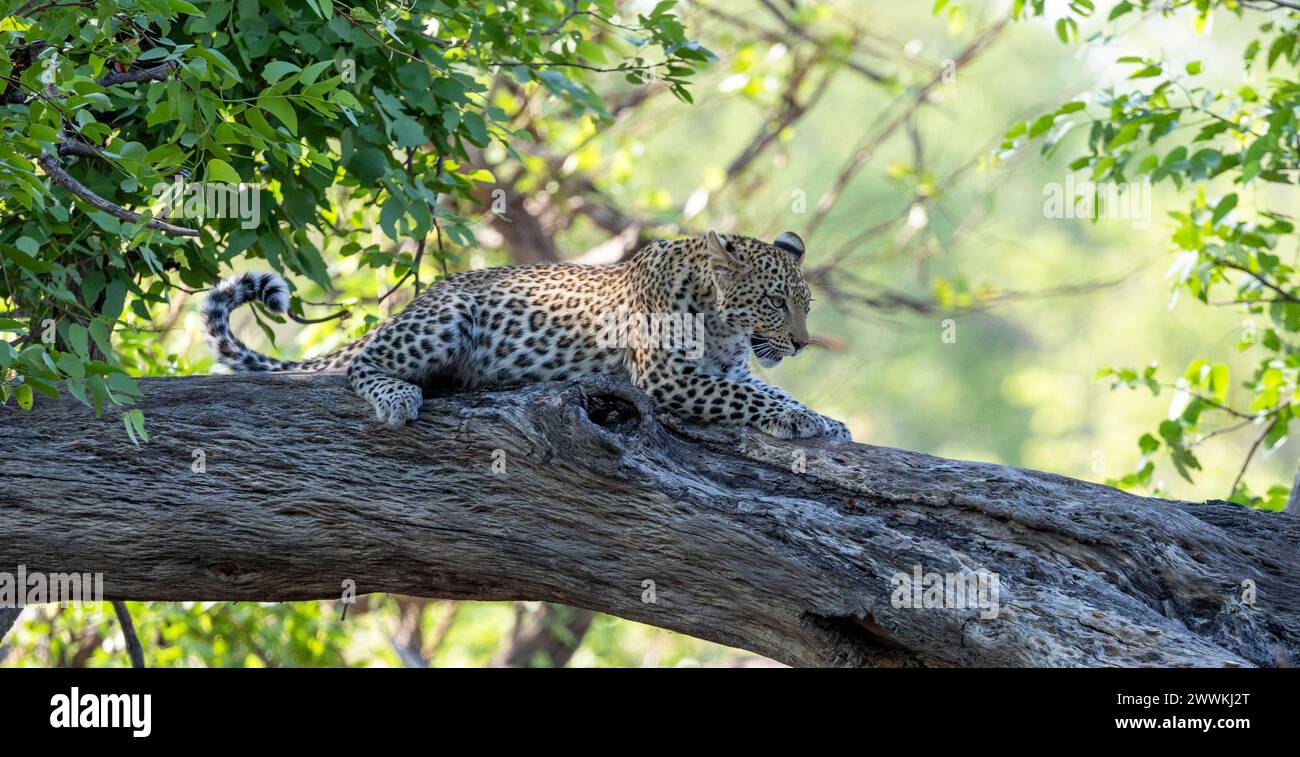 Leopard sitting Banque de photographies et d’images à haute résolution ...