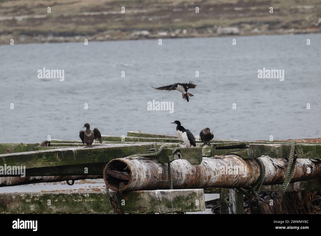 Shag Rock (Phalacrocorax magellanicus) adultes et oiseaux de faible ...