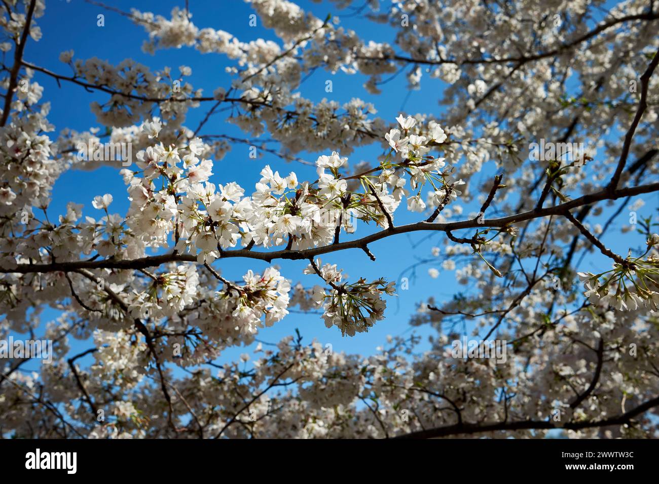 Les cerisiers fleurissent près du Tidal Basin lors du National Cherry ...