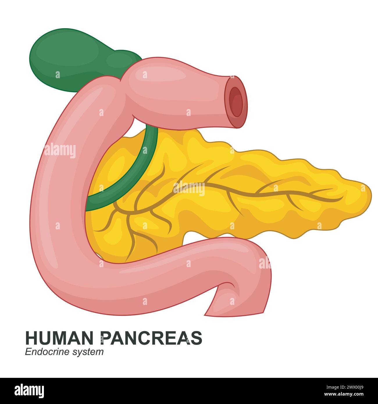 Pancreas illustration Banque d'images vectorielles - Page 3 - Alamy