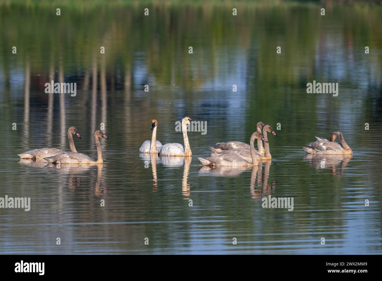 Cynus colombien Banque de photographies et d’images à haute résolution ...