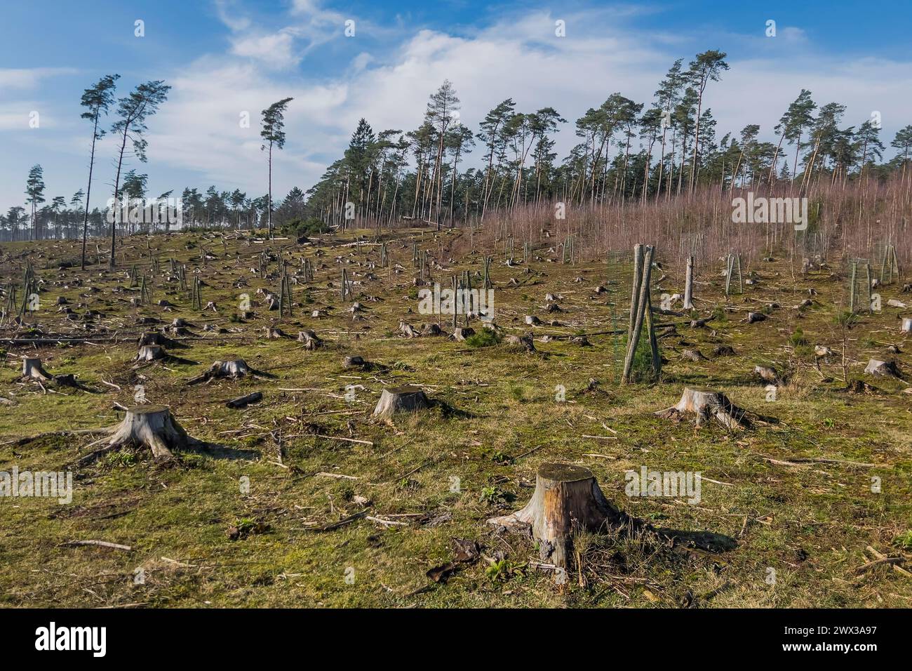 Forêt défrichée dans le paysage de Senne, forêt, déforestation ...