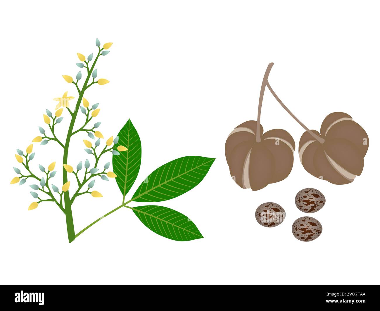 Graines de hevea brasiliensis Banque d'images vectorielles - Alamy
