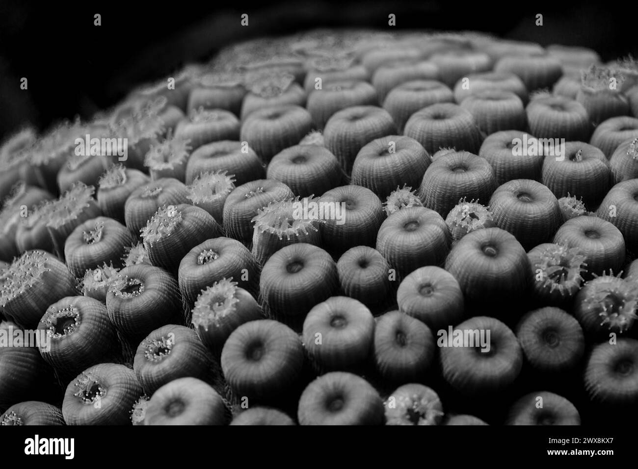 Corel reef Banque de photographies et d’images à haute résolution - Alamy