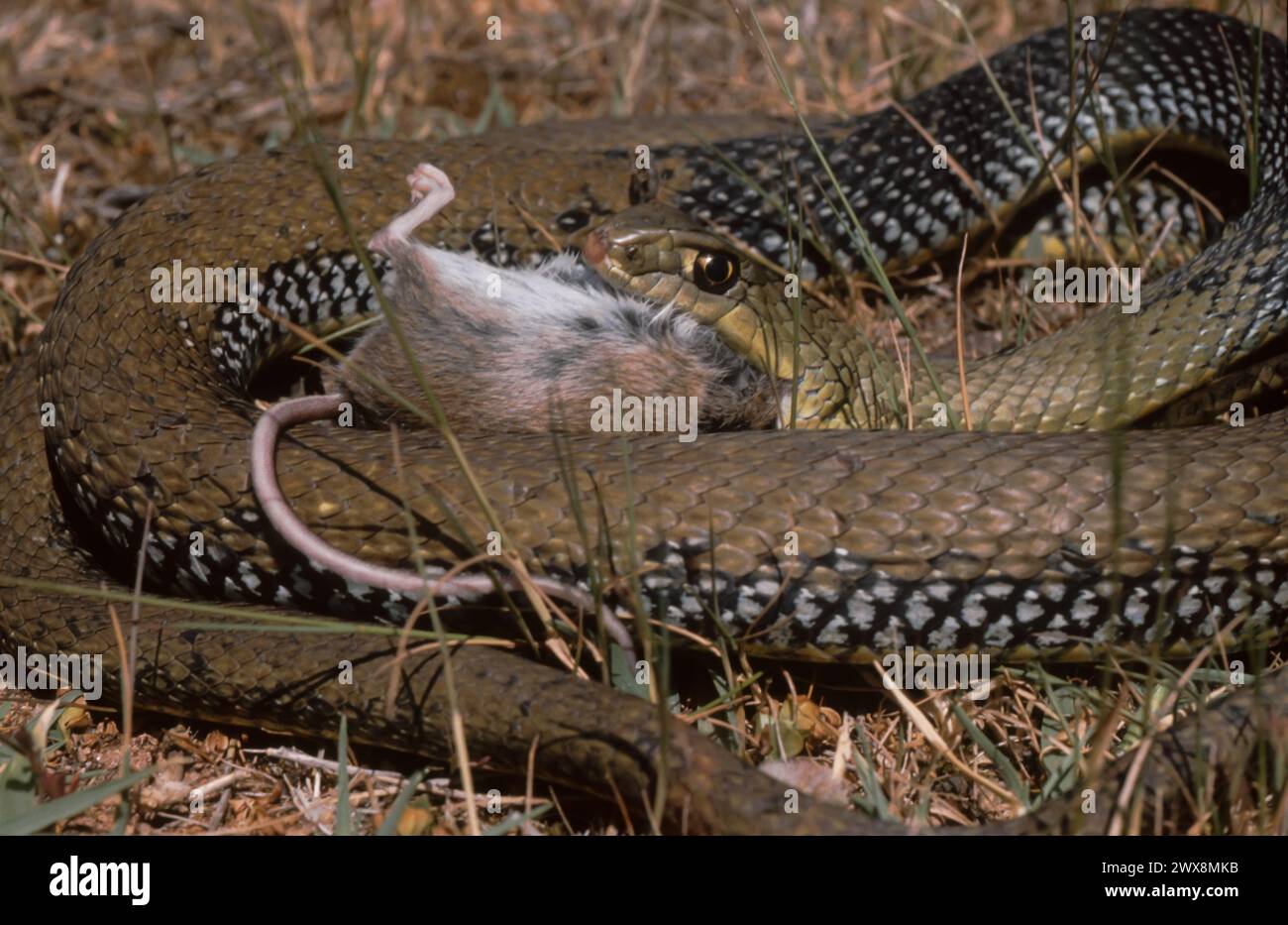 Chasse au rat Banque de photographies et d’images à haute résolution ...