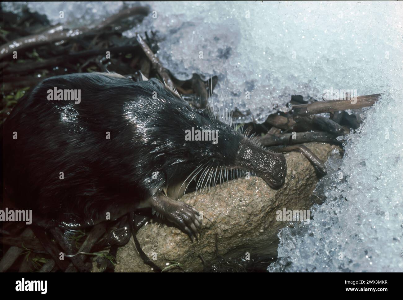 Desman des pyrénées Banque de photographies et d’images à haute ...