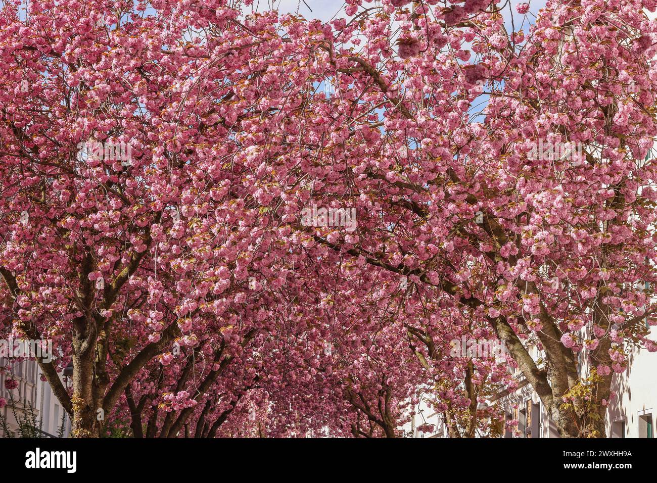 Traumwetter am Ostersonntag BEI angenehmen Temperaturen, Baumbluete ...