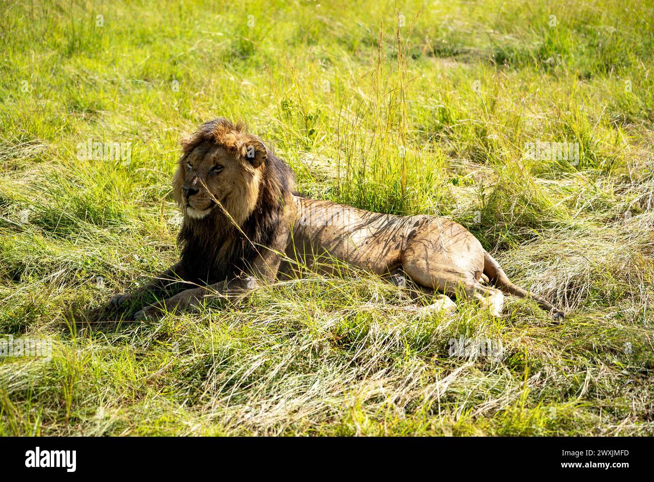 African lion mount Banque de photographies et d’images à haute ...