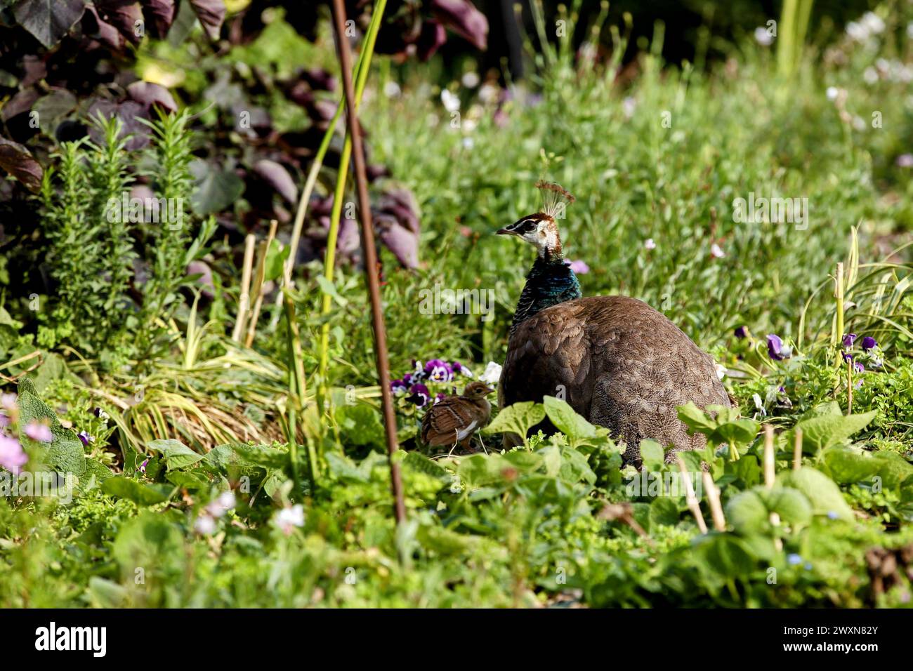 Bébé paon Banque de photographies et d’images à haute résolution - Alamy