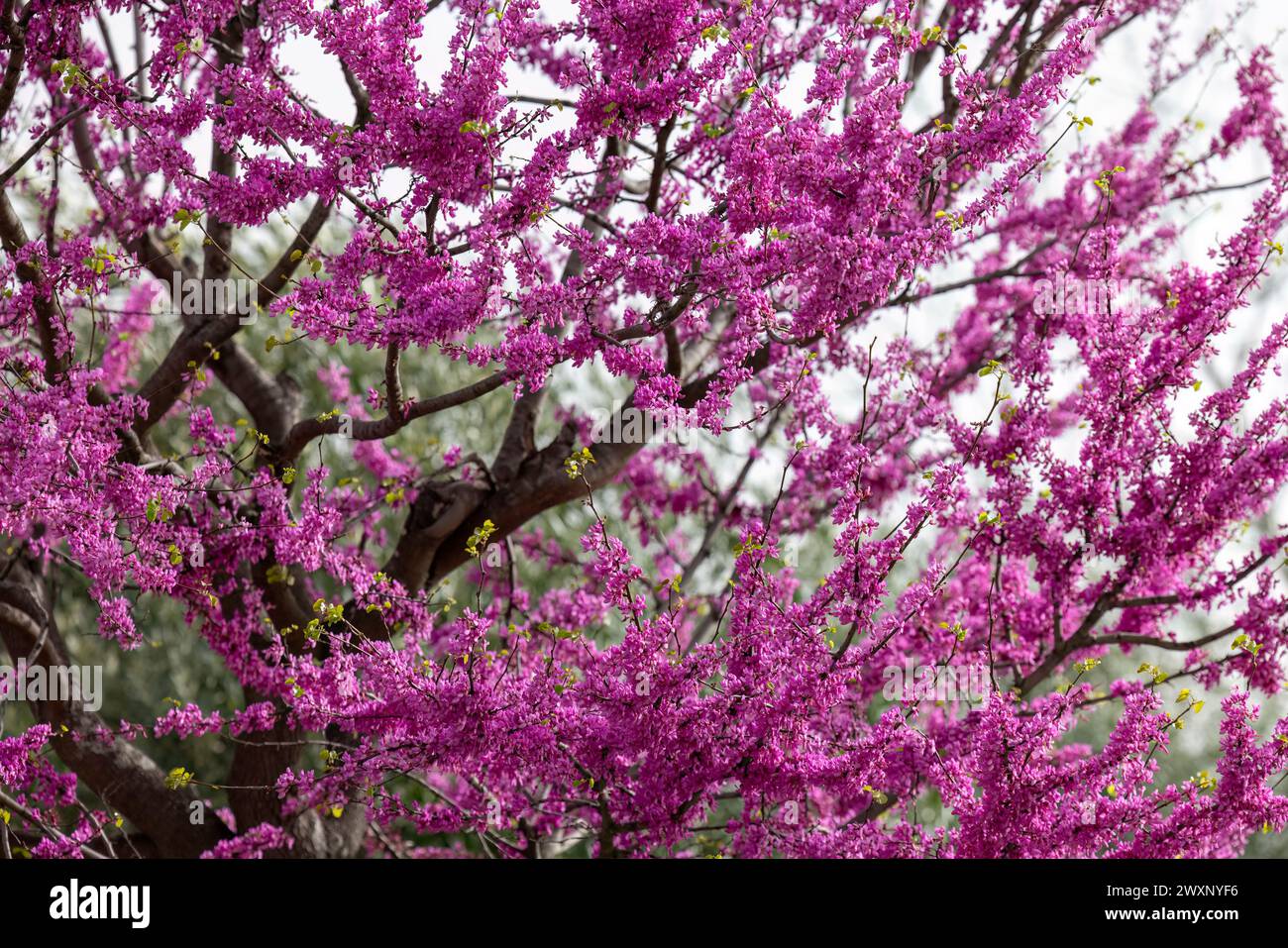Cercis siliquastrum judas tree Banque de photographies et d’images à ...
