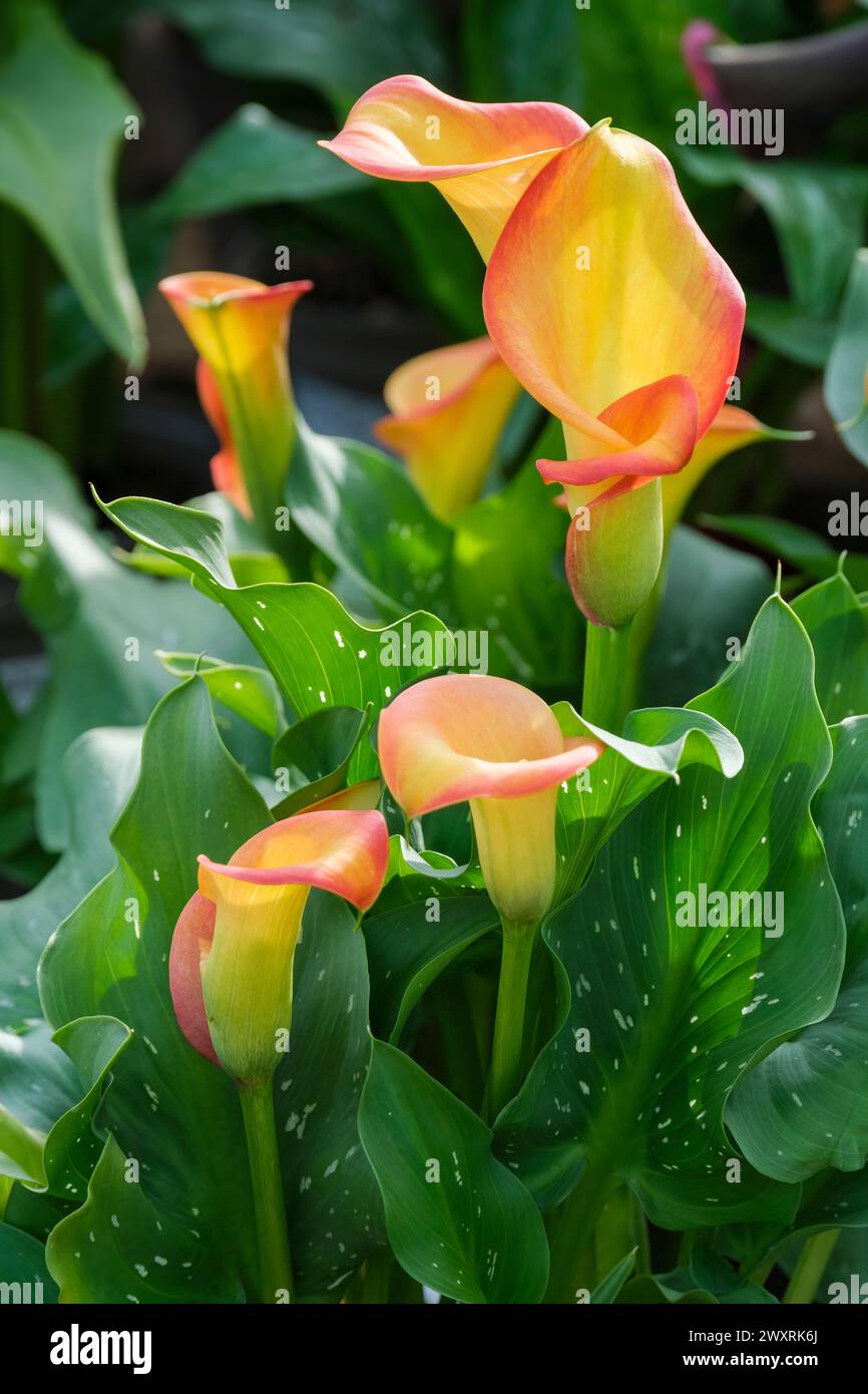 Zantedeschia capitaine brunello Banque de photographies et d’images à ...