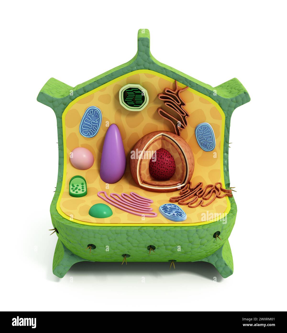 Appareil de golgi cellule vegetale Banque d'images détourées - Alamy