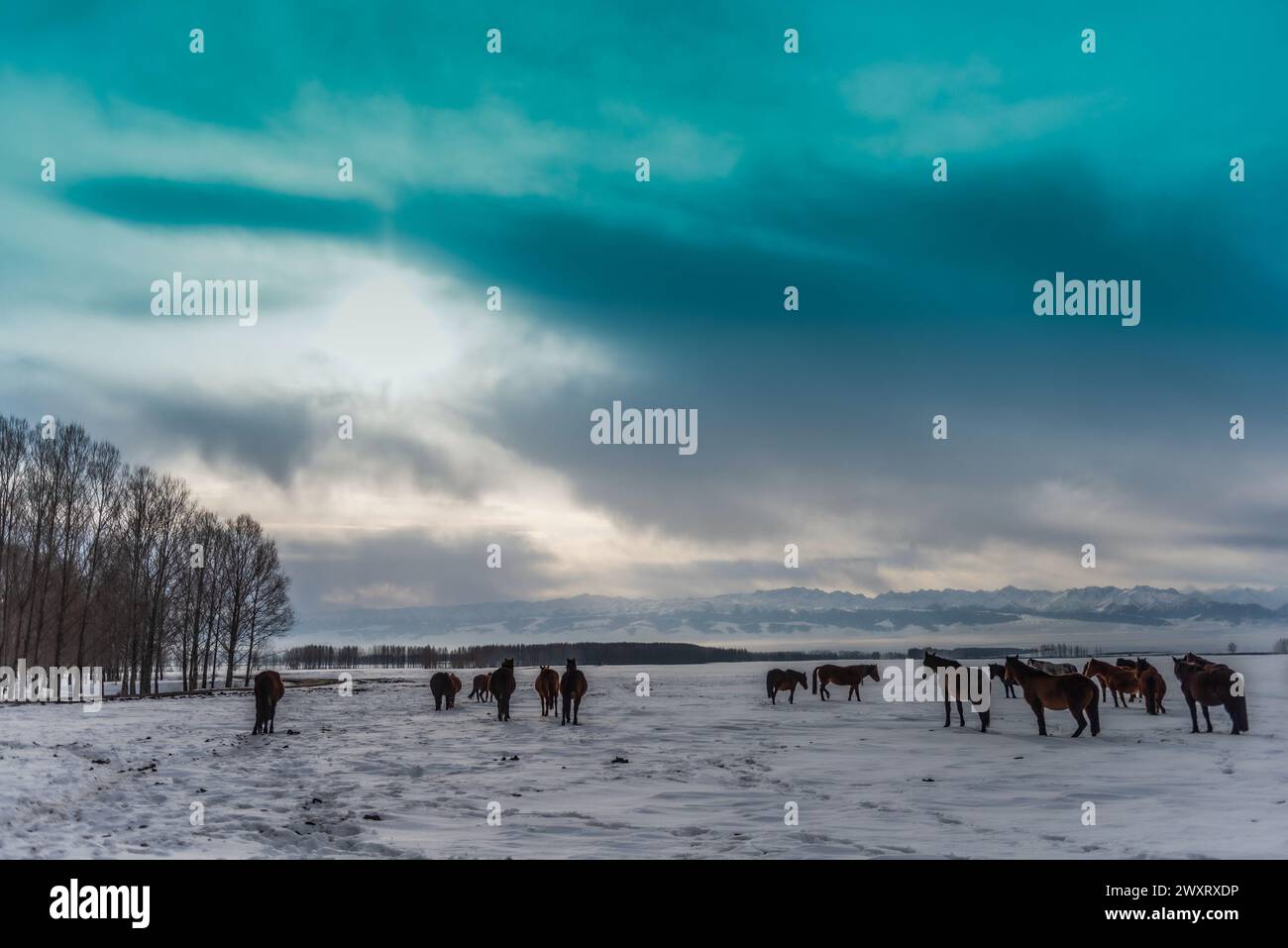 YILI, CHINE - 20 MARS 2024 - les chevaux célestes dans le comté de ...