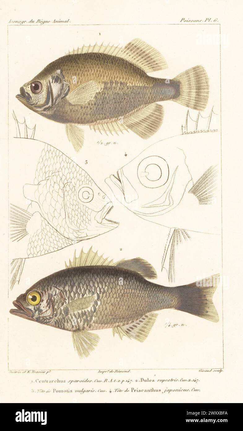 Cookeolus japonicus Banque de photographies et d’images à haute ...
