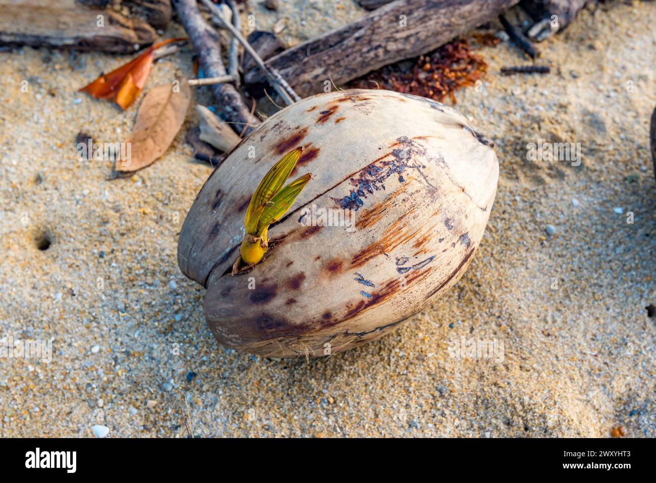 Cocos nucifera germination Banque de photographies et d’images à haute ...