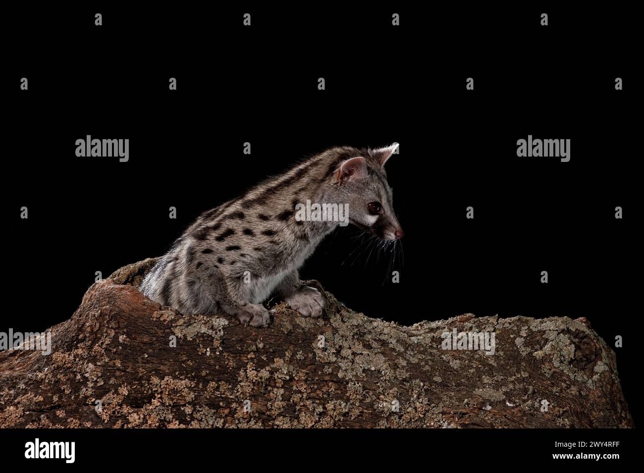 Genette commune Banque de photographies et d’images à haute résolution ...