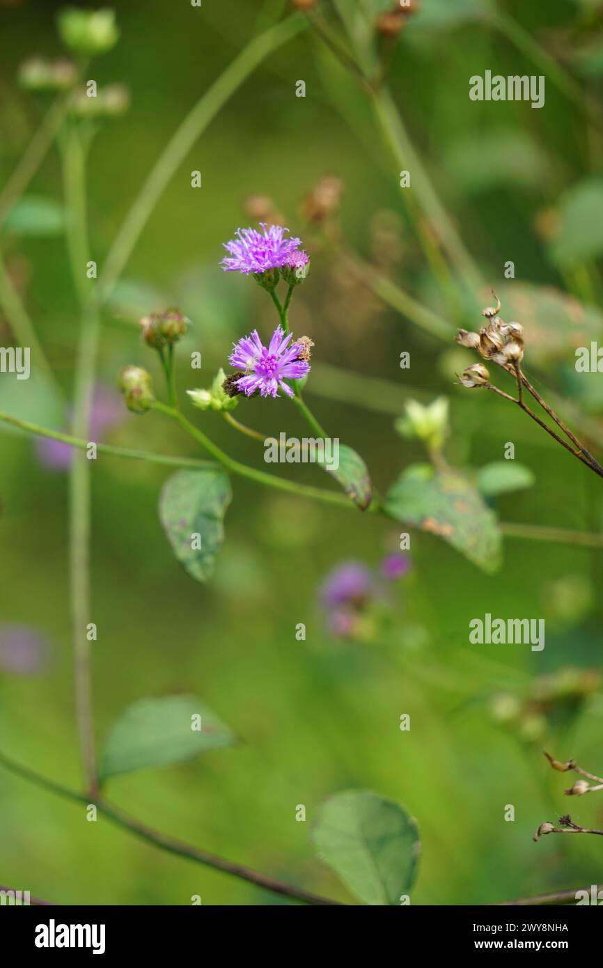 Vernonia glauca (épilée des Appalaches, épilée des feuilles de bois ...
