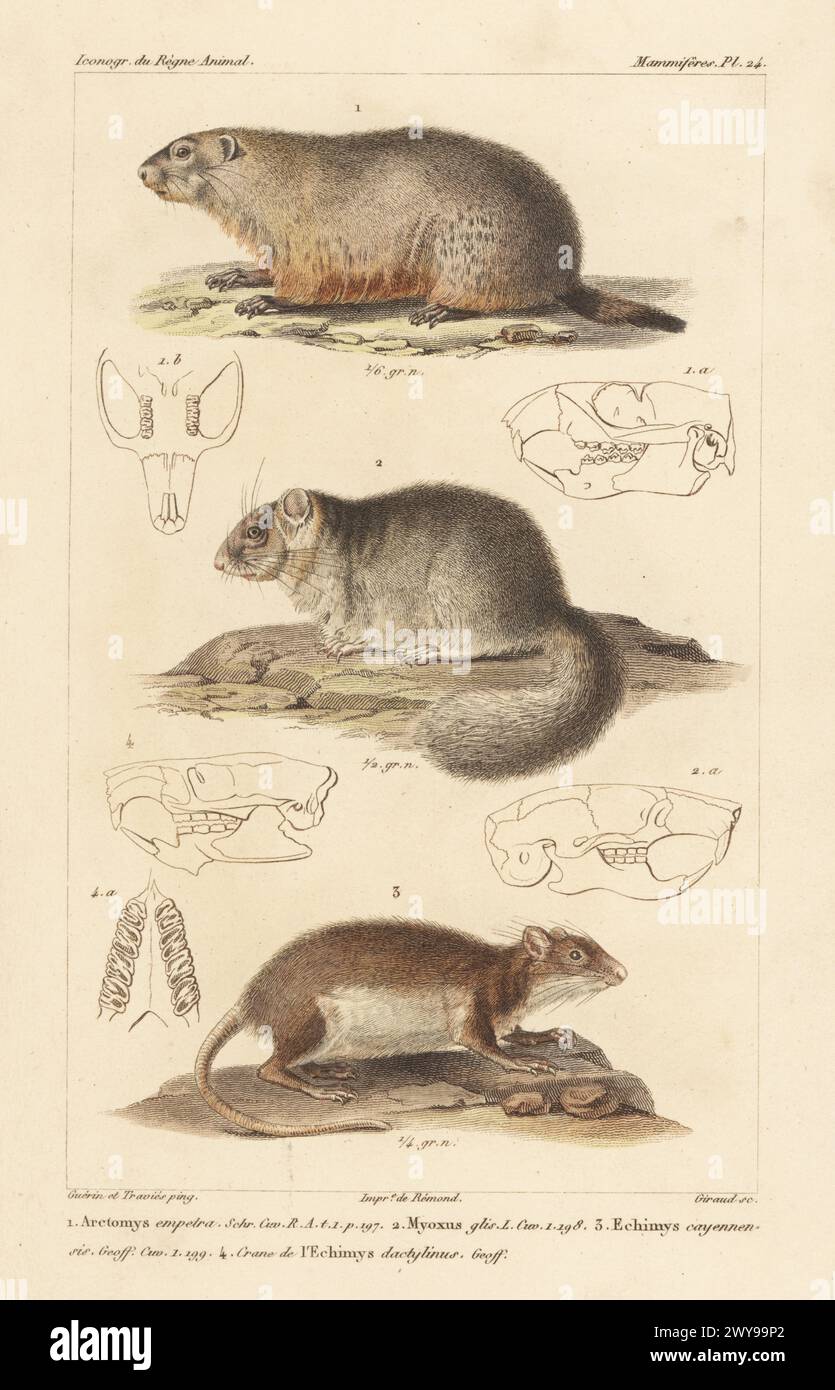 Dactylomys dactylinus Banque de photographies et d’images à haute ...