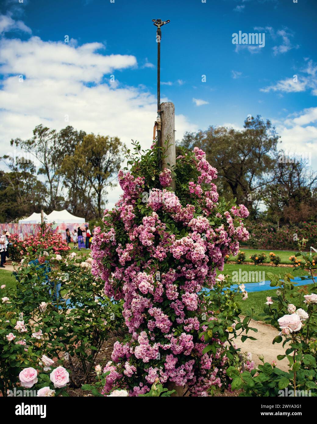 Rose tower Banque de photographies et d’images à haute résolution - Alamy