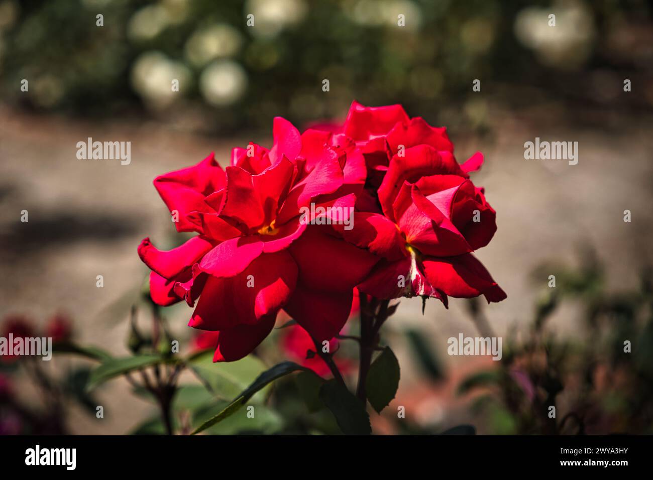 Zoomed roses Banque de photographies et d’images à haute résolution - Alamy