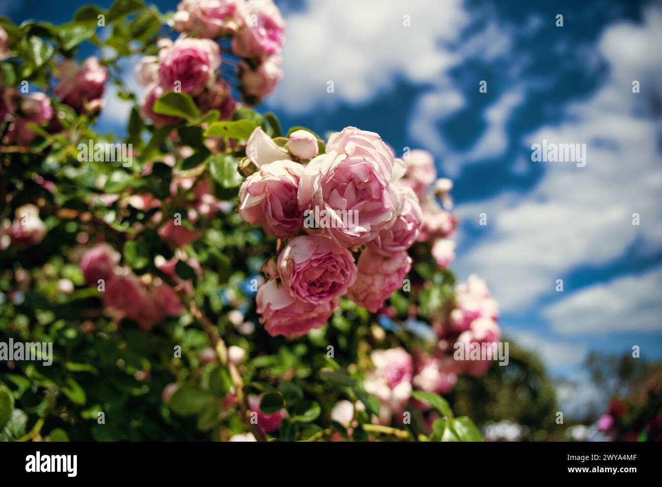 Zoomed roses Banque de photographies et d’images à haute résolution - Alamy