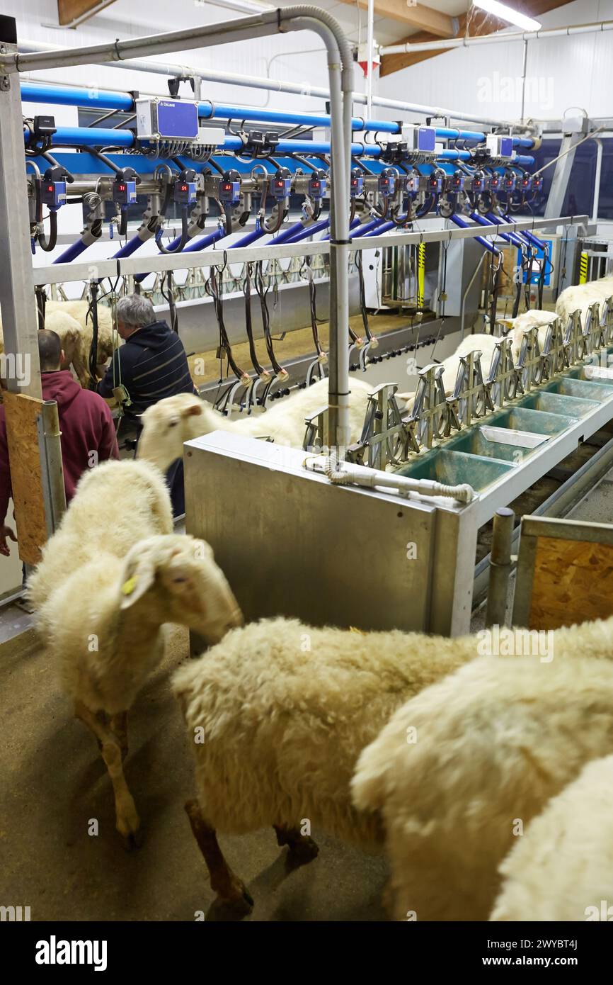 Brebis laitières brebis laitières en cours de traite dans une ferme les ...