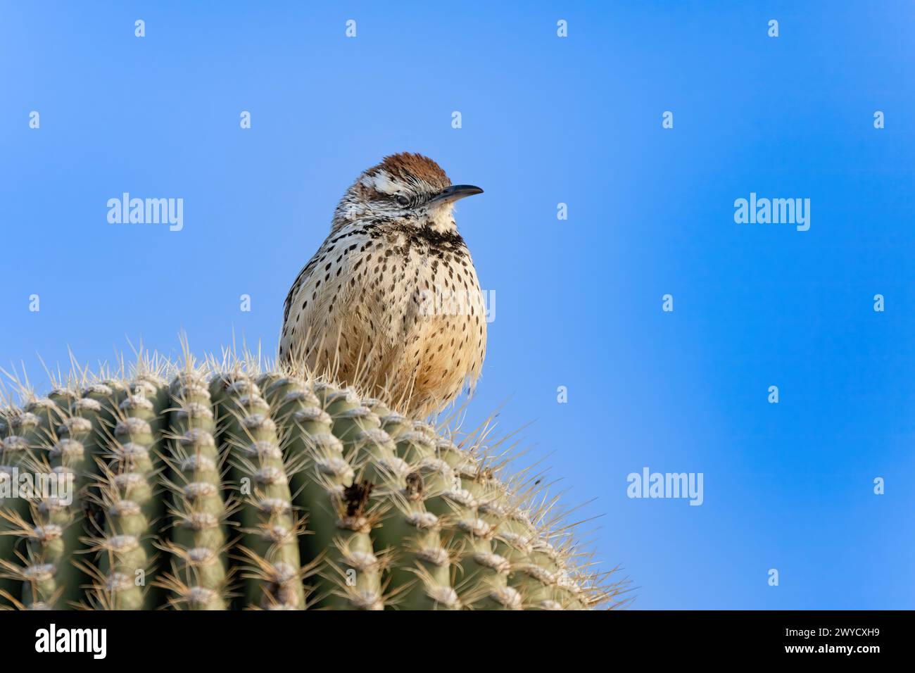 Arizona state bird Banque de photographies et d’images à haute ...